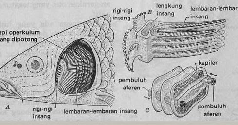 SISTEM PERNAFASAN PISCES - Science is My Life
