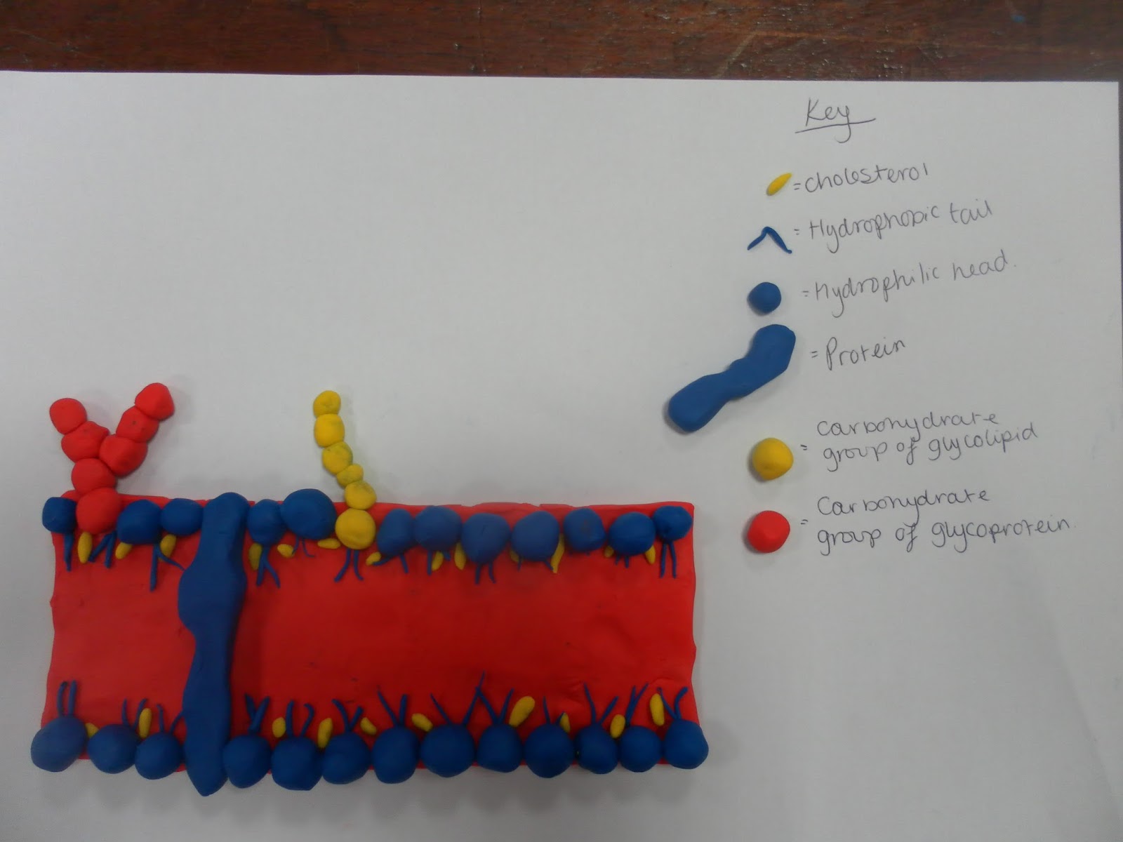 Make Cell Membrane Model