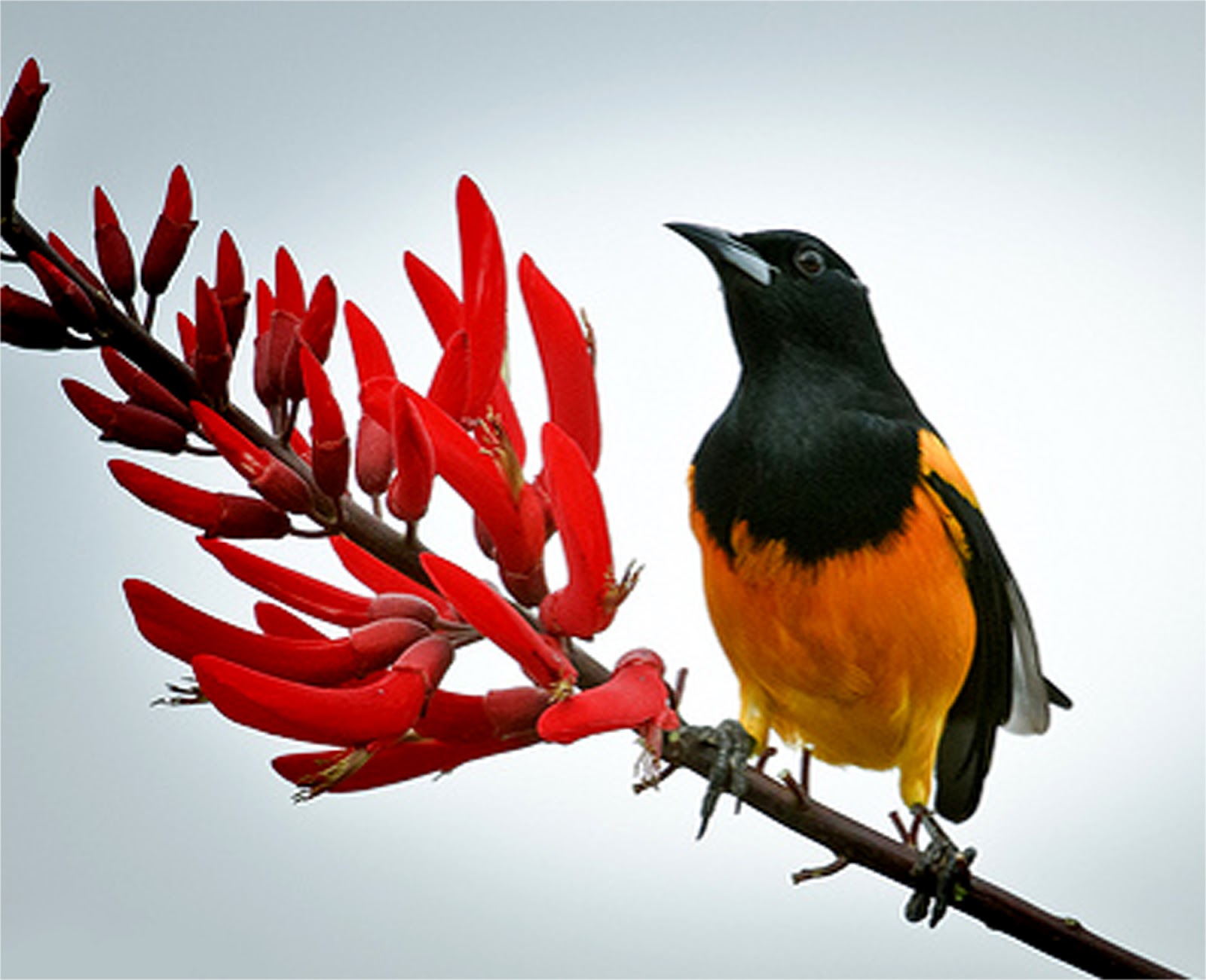 Bellas Aves de El Salvador: Icterus wagleri (chiltota de cabeza negra ...