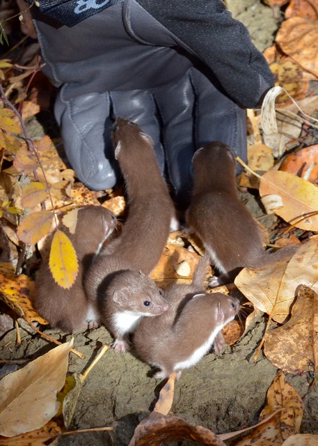 Cute!: Baby Weasels!