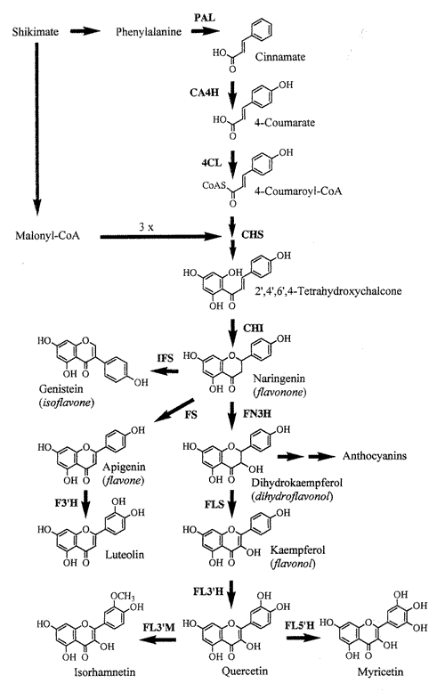 KIMIA BAHAN ALAM: sintesis flavonoid