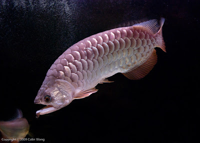 Tropical Fish Pictures | Exotic Ornamental Fish Photos With Names ...