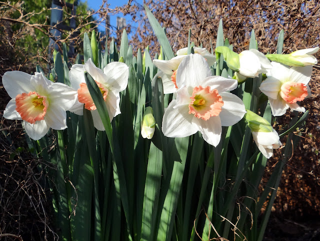 Spring Valley Roses: Daffodils!