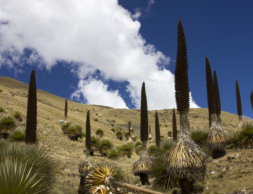HOW TO GROW PUYA RAIMONDII - Queen Of The Andes |The Garden of Eaden