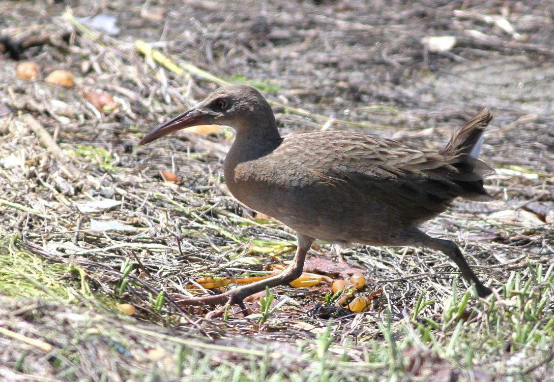 Jo's Morning Walk: Ridgway's (formally California Clapper) Rail