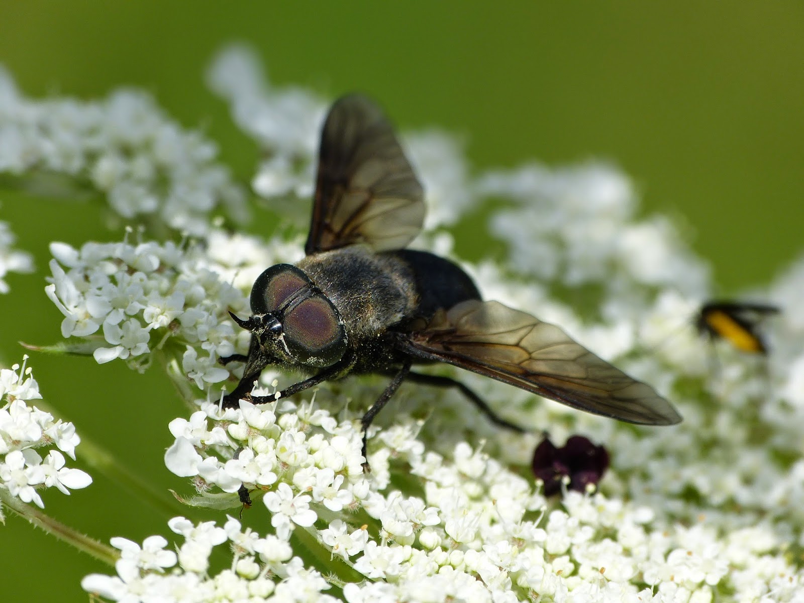 Photos d'insectes: Les Diptères - Sous-ordre des Brachycères (mouches ...