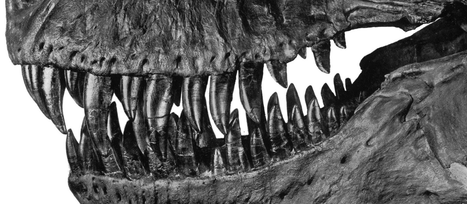 Tuesdays are for Tyrannosaurs: Tyrannosaurus Teeth - The crowns of a king