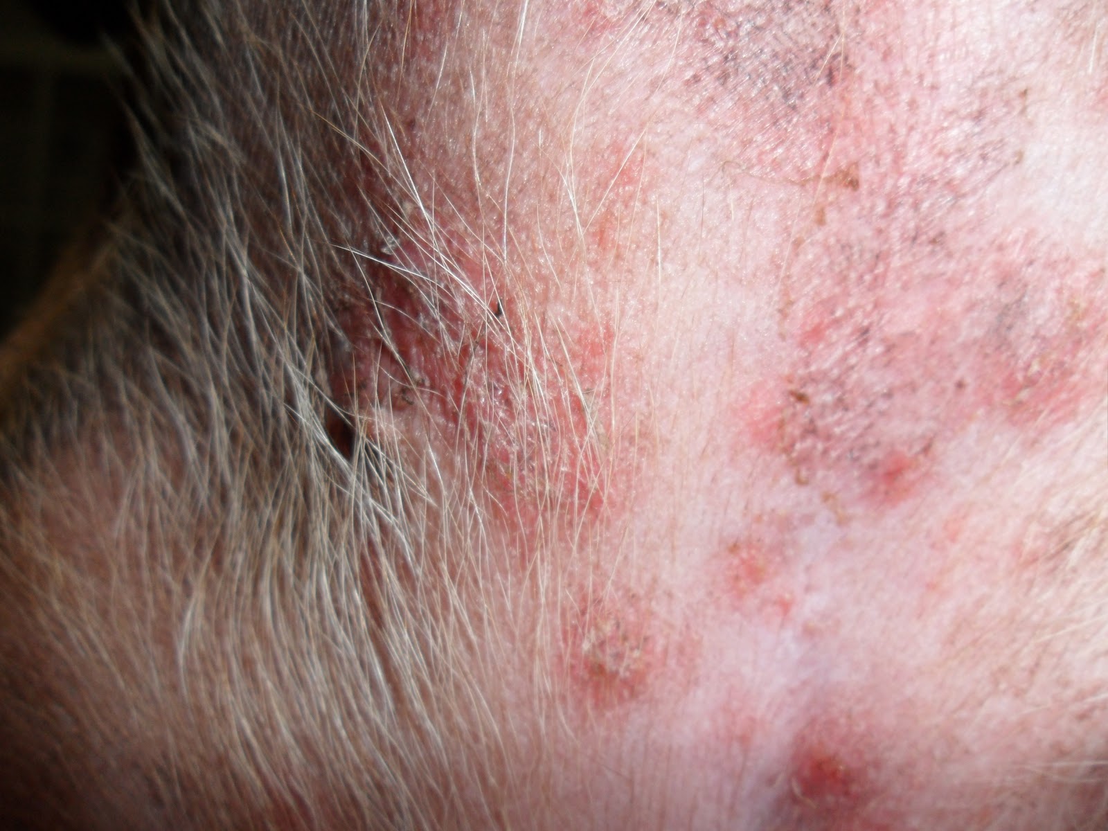 Dr.William Klein Dermatologia Animal