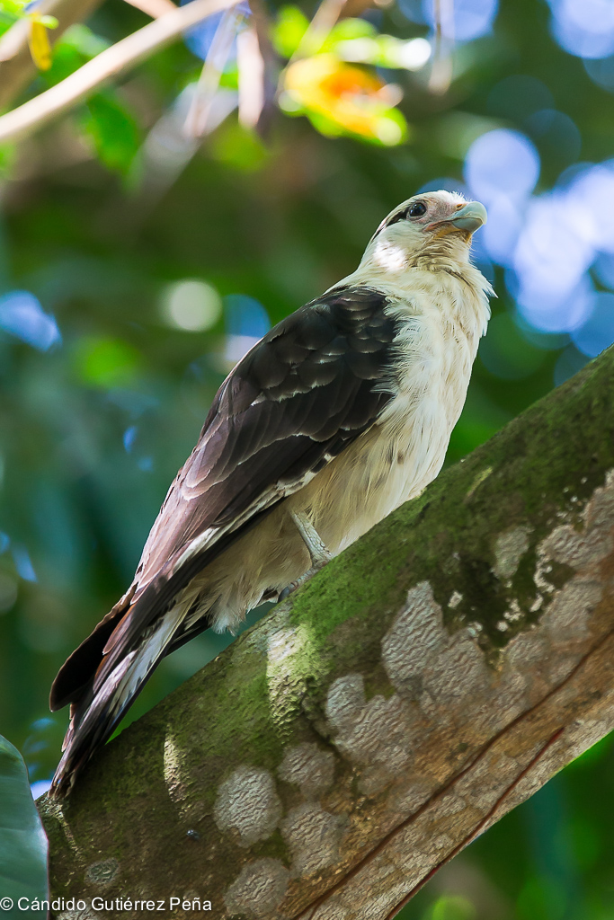CHIMACHIMA - Milvago Chimachima | Observatorio de la Naturaleza