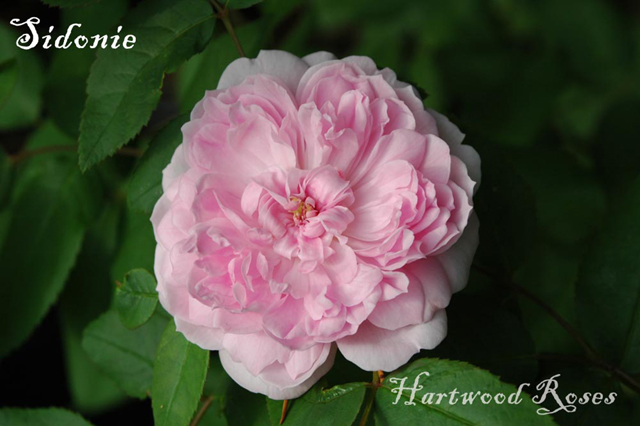 Hartwood Roses: Easy Care Heirloom Roses ... The List!