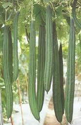 Panduan Cara Unik Budidaya Oyong atau Gambas Berbuah Lebat | -Petani TOP-