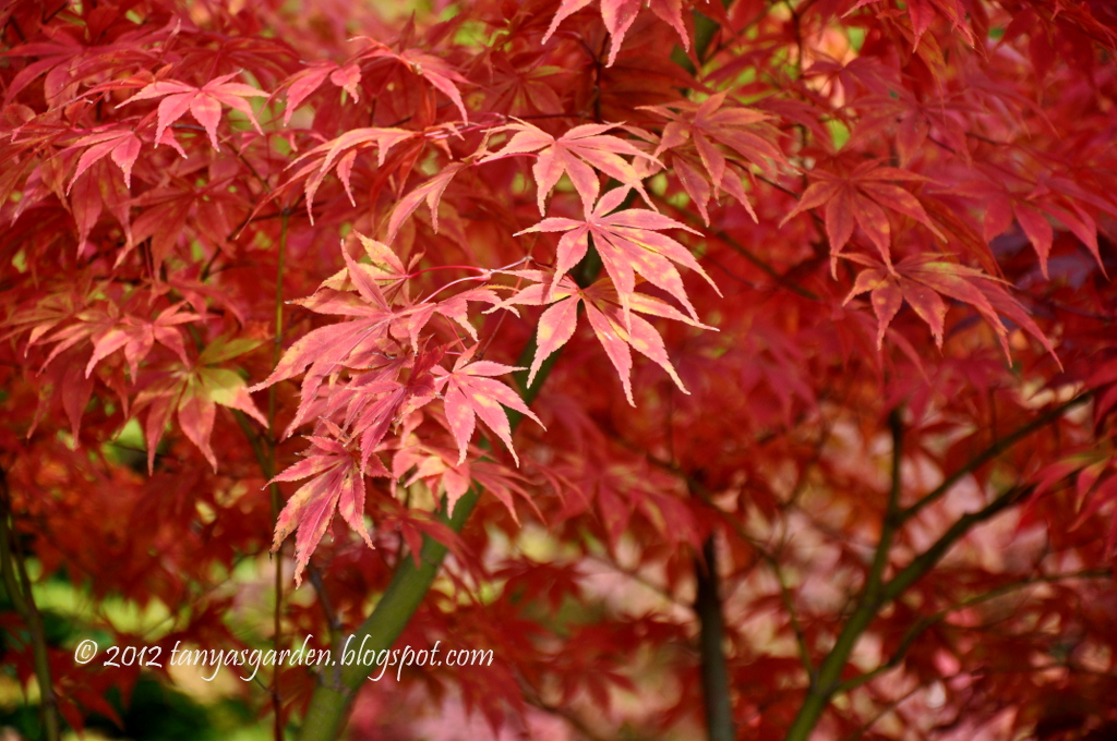 MySecretGarden: Japanese Maples And Fruit Trees In Yang's Garden. Part 2