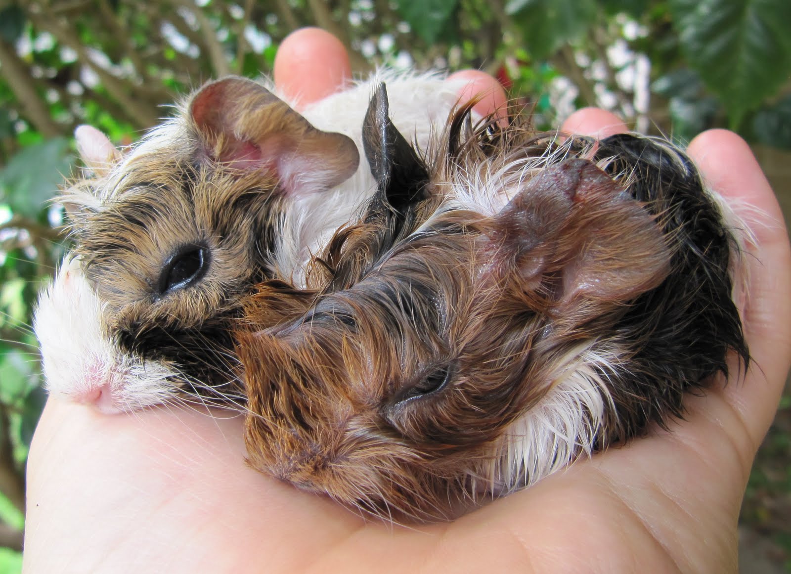 All Things Guinea Pig: Ginger's Bitter-sweet Birth