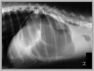 Veterinary Key Points: Gastric Dilatation Volvulus: Which dogs are at ...