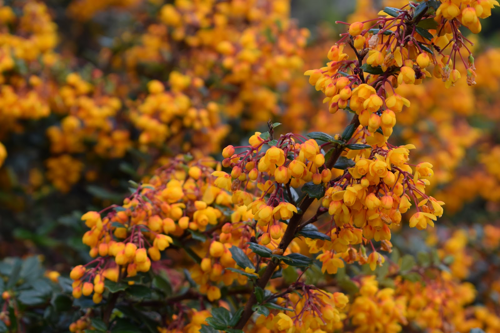Fernando Ruz: Plantas nativas de Chile: Calafate, Michay