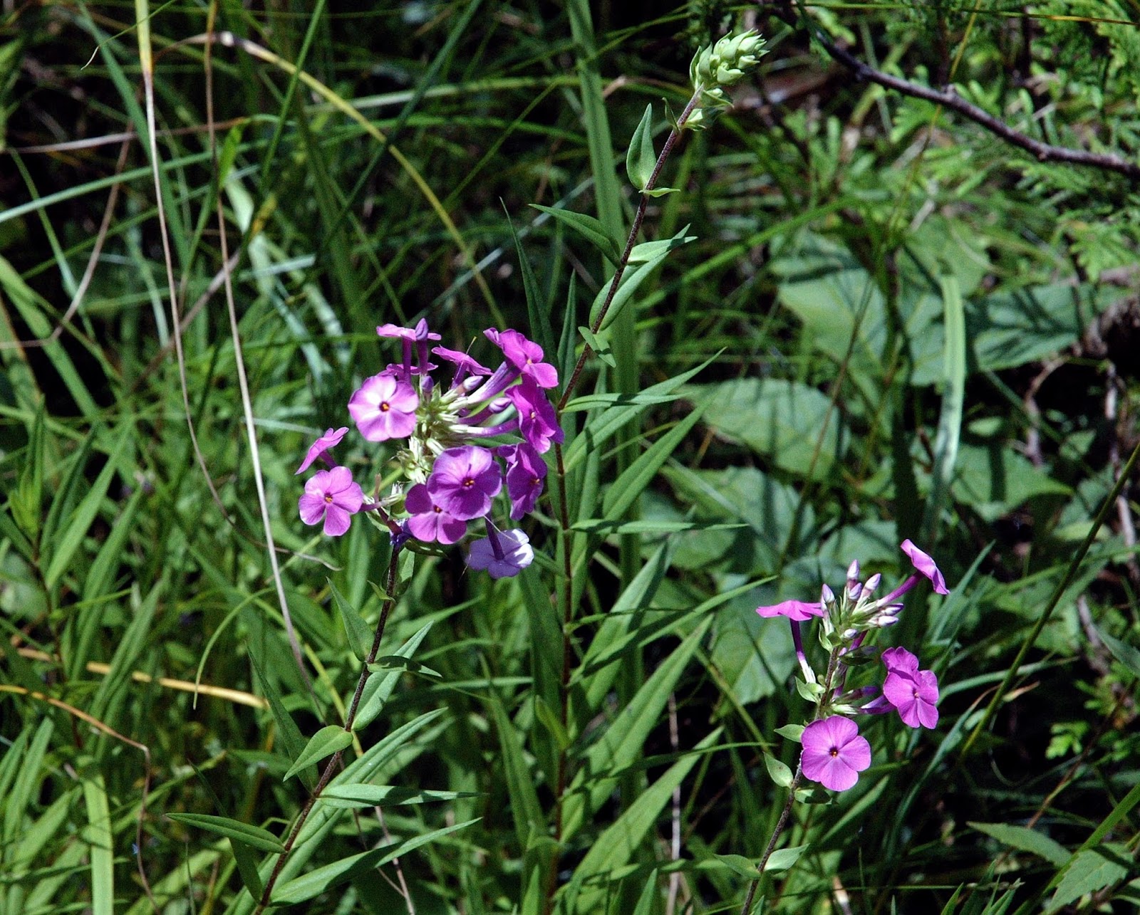 Field Biology in Southeastern Ohio: July 2013