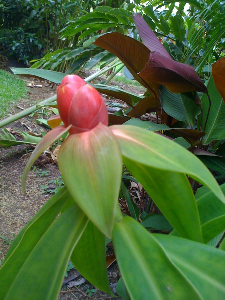 The Tropical Garden Of The RETREAT: TROPICAL Costace Spiralis cv ...