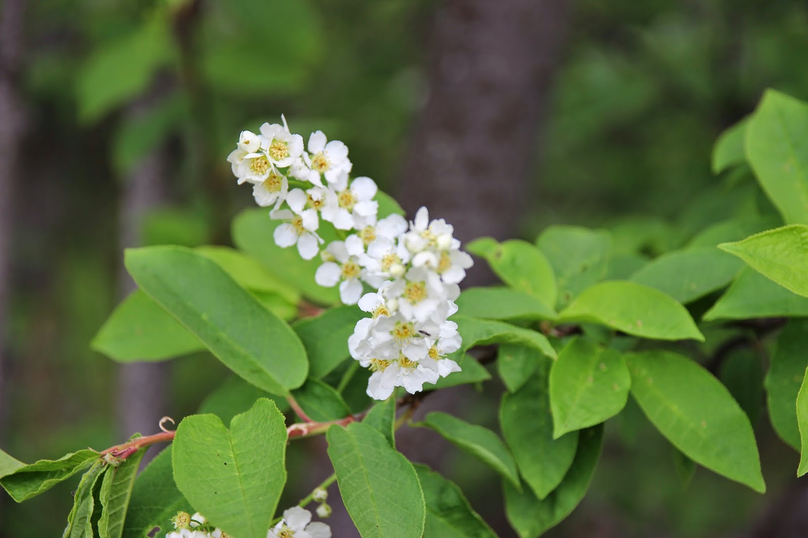 Systematisere trær og blomster