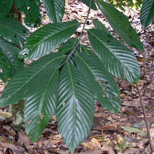 Ramin - Gonystylus Bancanus