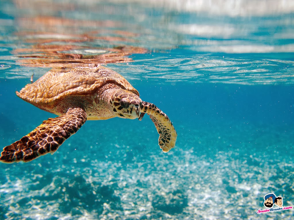 √ Aquatic Wallpapers - HD Wallpapers