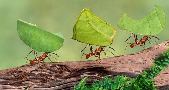 Ini 10 Fakta Menarik Tentang Semut: Hewan Dengan Sarang Terbesar Di ...