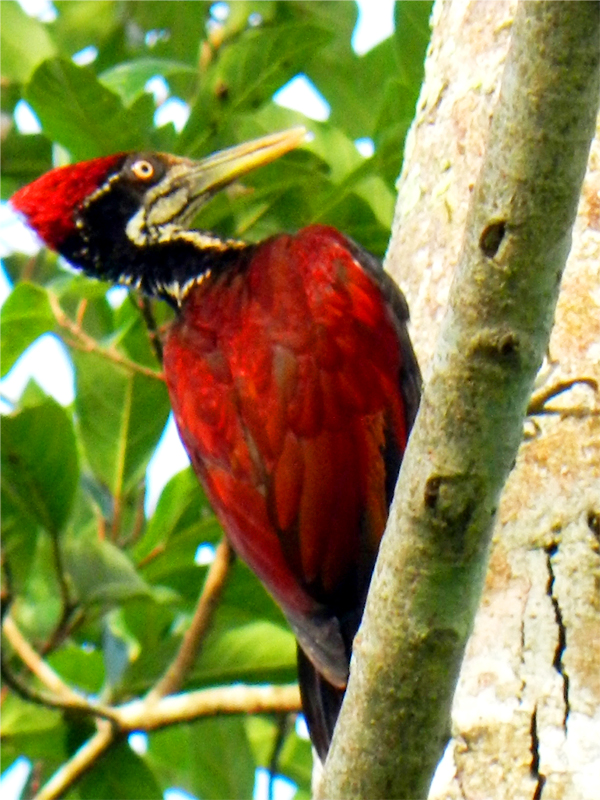 Sri Lankan Endemic Birds: Maha Rathu Karala - Crimson - Backed Flamback ...