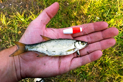 fladuckdays: shiners on the creek