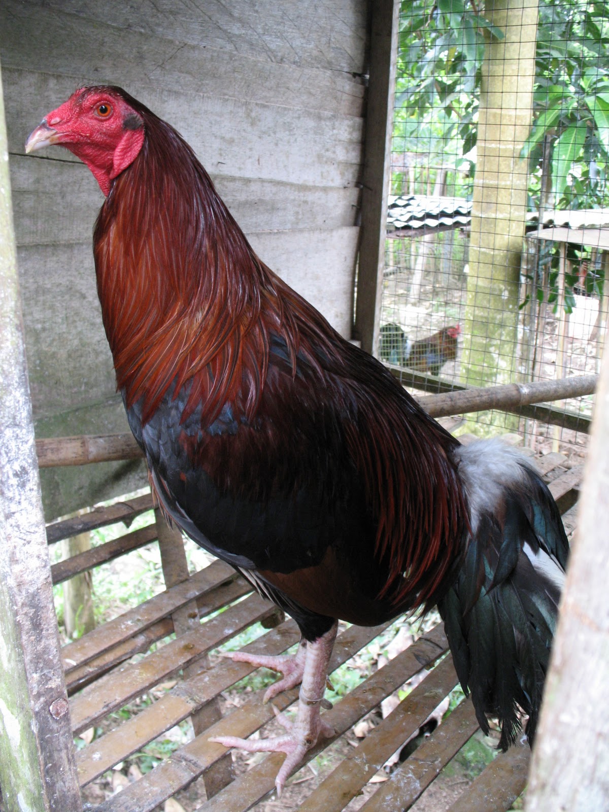 Wb8bcirj Gamefarm This Is All Of My Imported Broad Cock And Broad Hen That I Ever Used As My