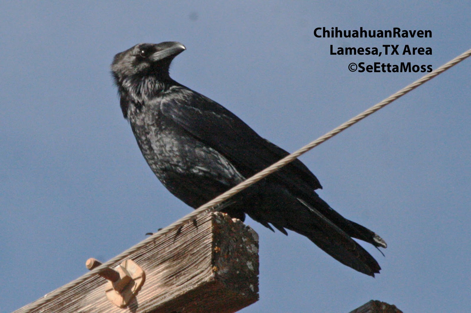 Chihuahuan vs Common Ravens: photo comparison
