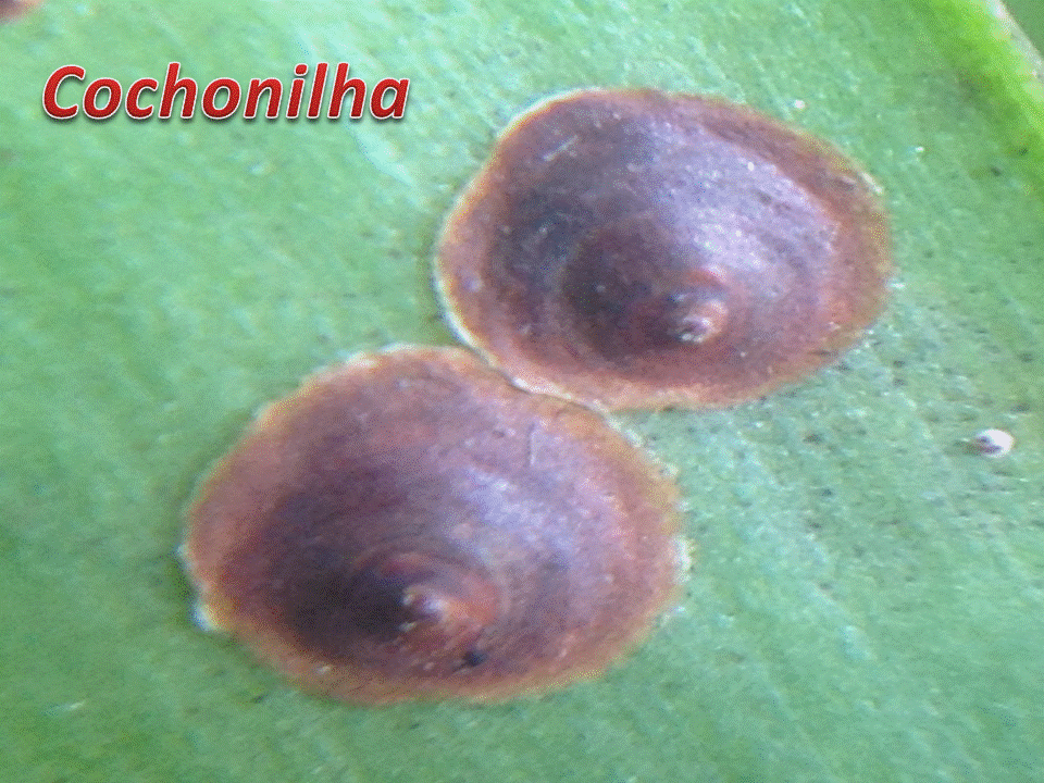 "COCHONILHA" MANTENHA A DISTÂNCIA ESTA PRAGA