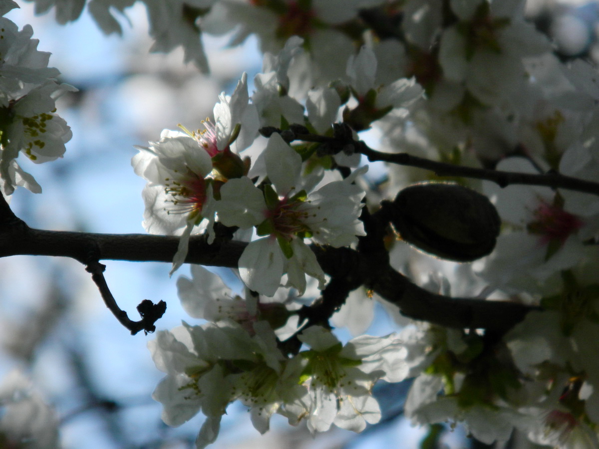 LA MULTI ANI, ROMANIA!: Un migdal inflorit