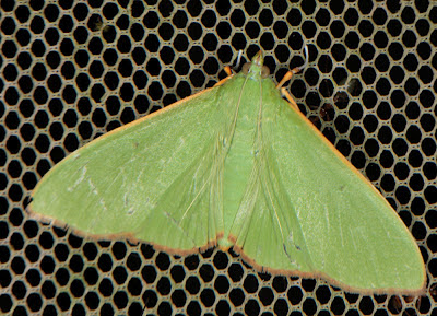 BunyipCo: September 2012