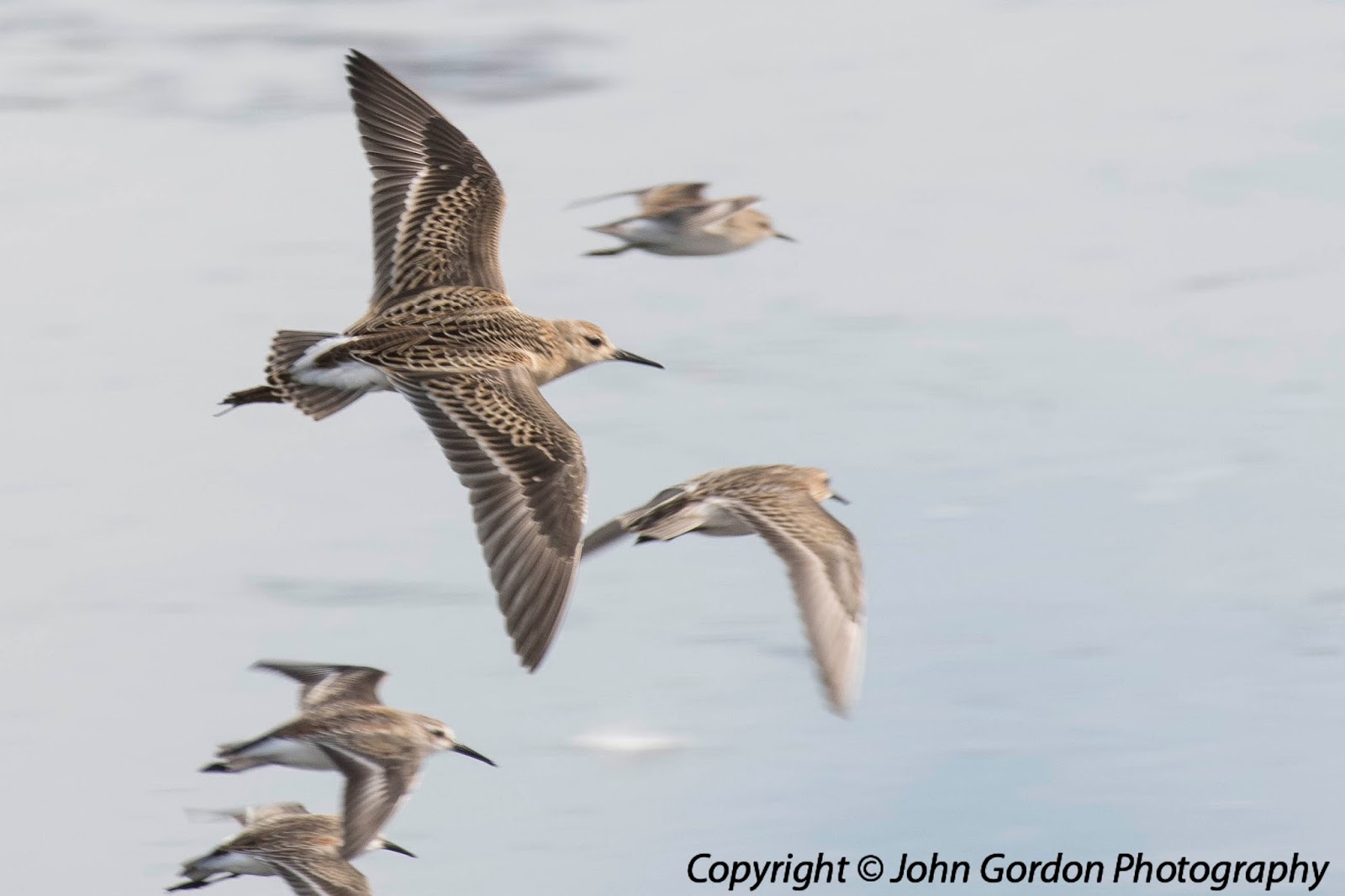 John Gordon/Listening to Birds: August 2016