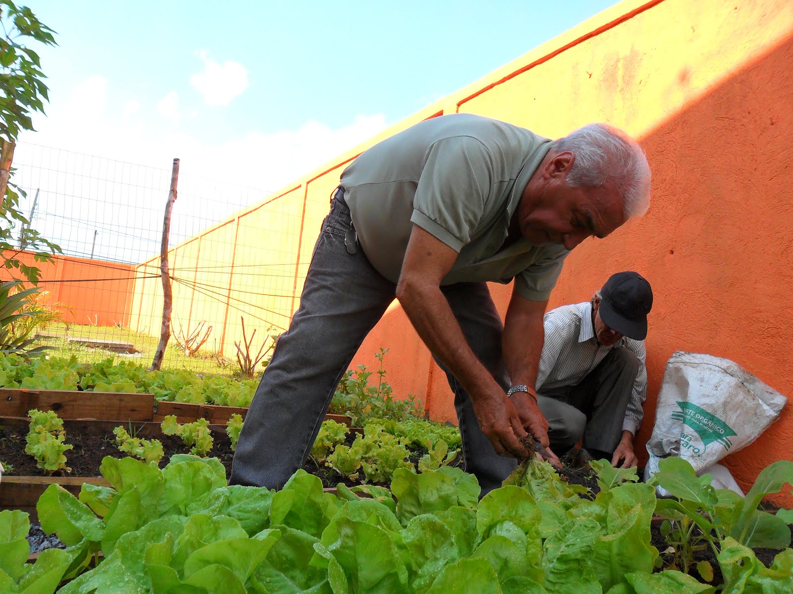 Colégio Estadual Porto Seguro - Paranaguá: Horta do Loro