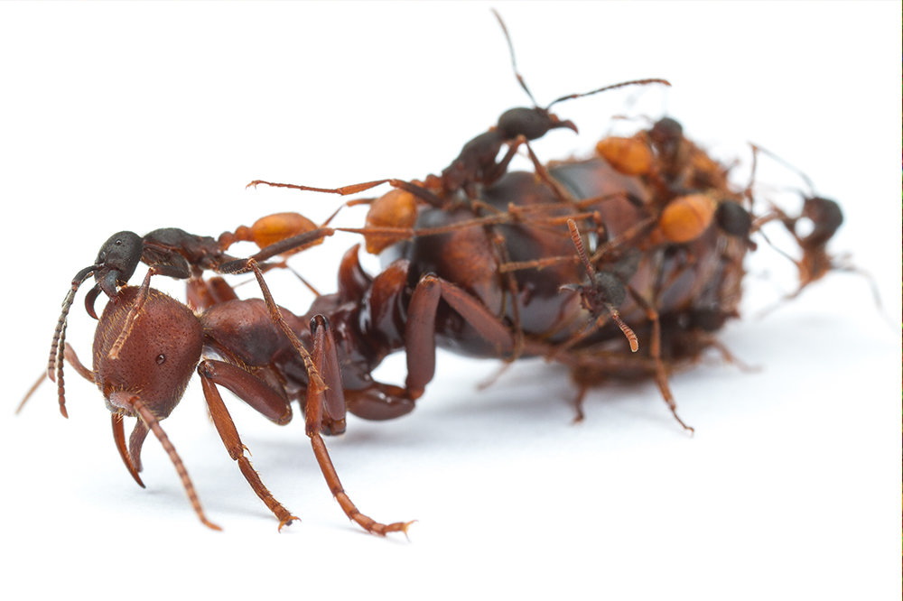 20 Fakta Menarik Tentang Semut..!!!