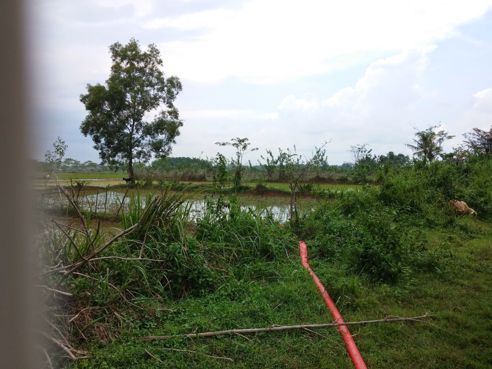 IAN FAIZ PROPERTY: DiJual Tanah Kebun 5 hektar ,7 hektar dan 2,5 hektar ...