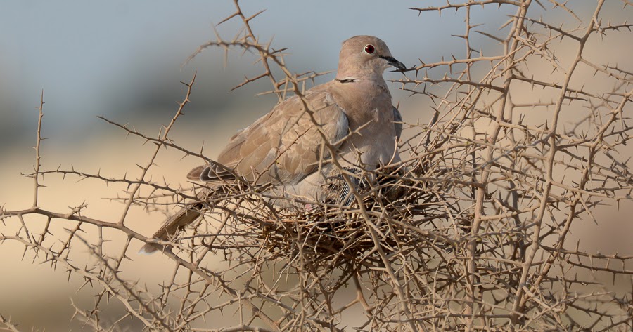 Birds of Saudi Arabia: Some birds from Bahrain – Records by Jehad Alammadi