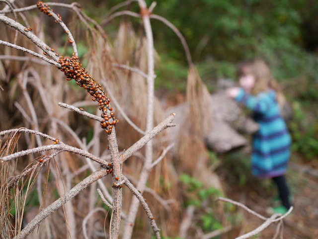 Little Hiccups: Ladybug Migration at Redwood Regional Park