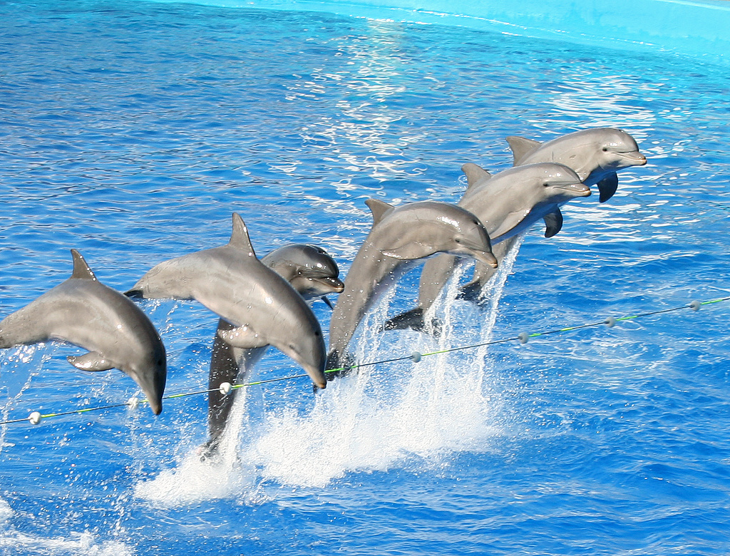 los delfines