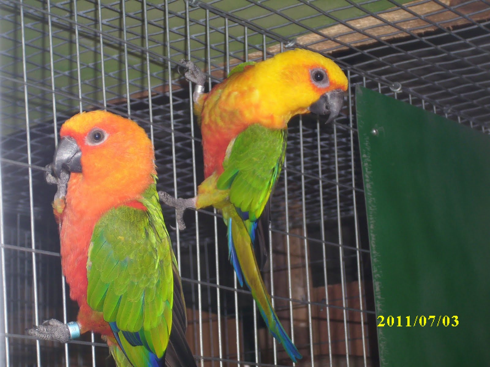 Aves do Carlitos: Aratingas