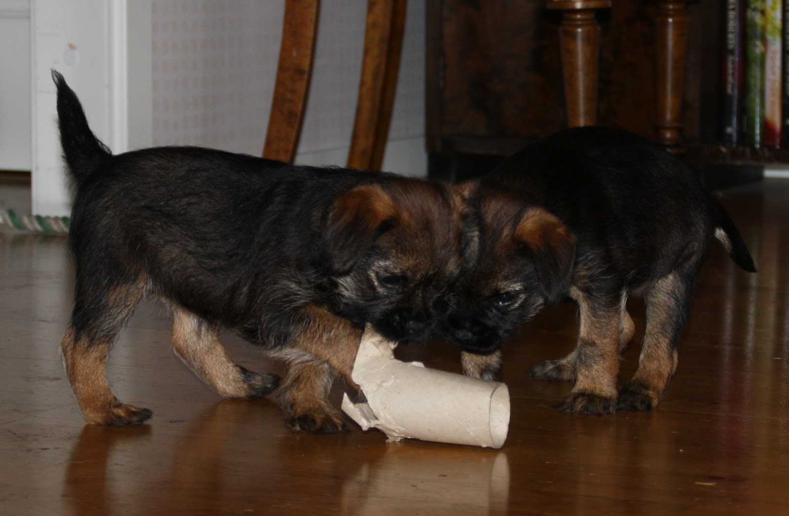 TOJTAS KENNEL: BORDER TERRIER VALPAR 7 VECKOR