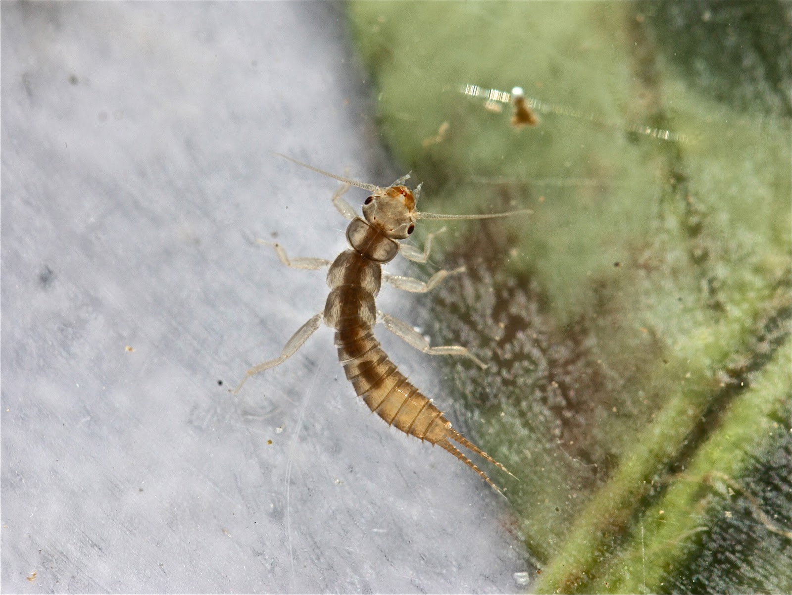 Aquatic Insects of Central Virginia: Back to Work on the Freeliving ...