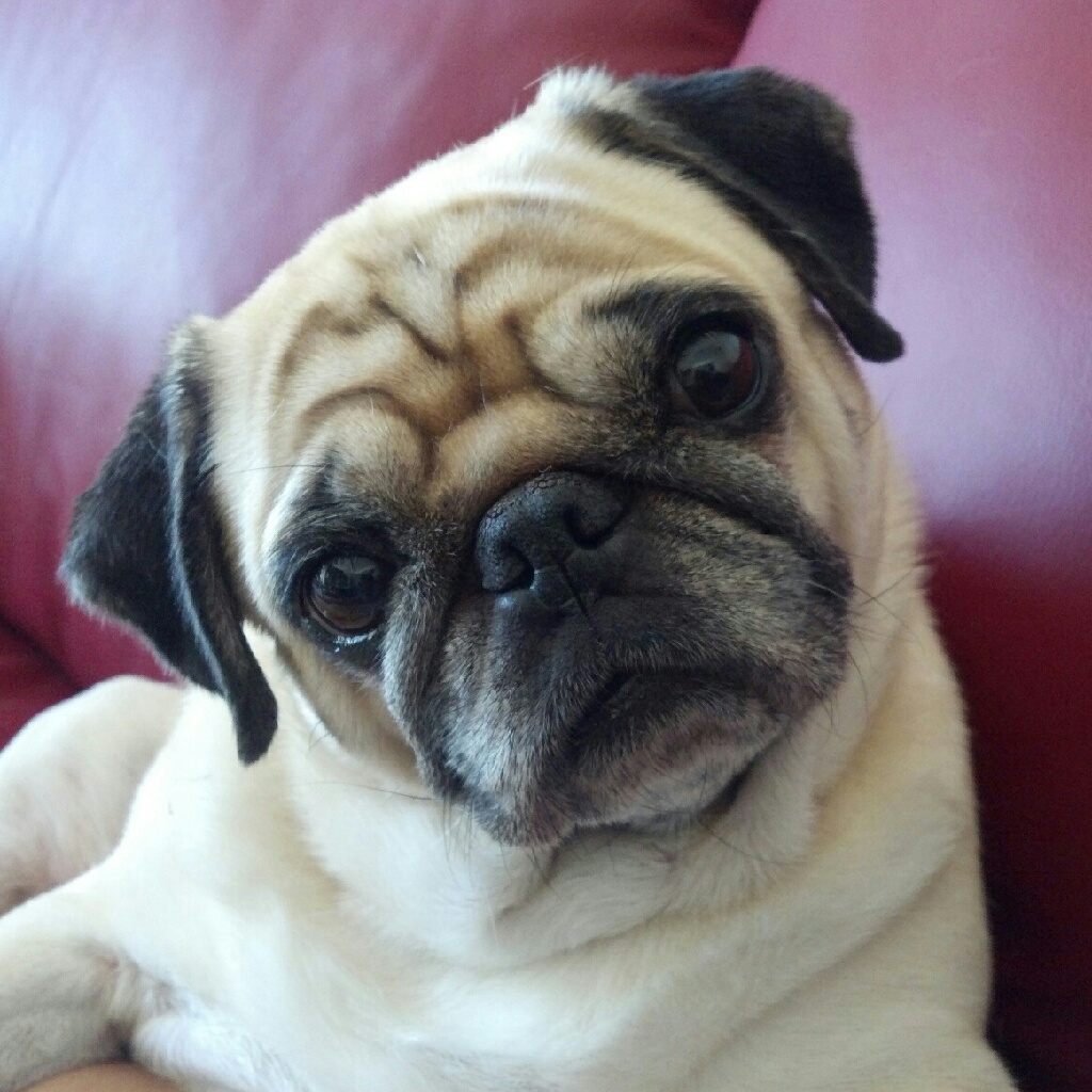 Lil Smug Pug: Long Time No Post! - Pug Update