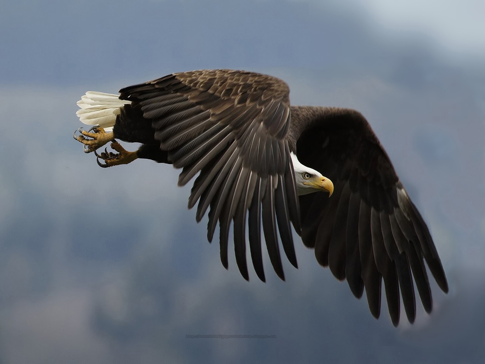 Beautiful Wallpapers for Desktop: Eagle wallpapers hd