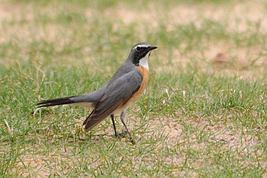 Birds of Saudi Arabia: White-throated Robin - Half Moon Bay