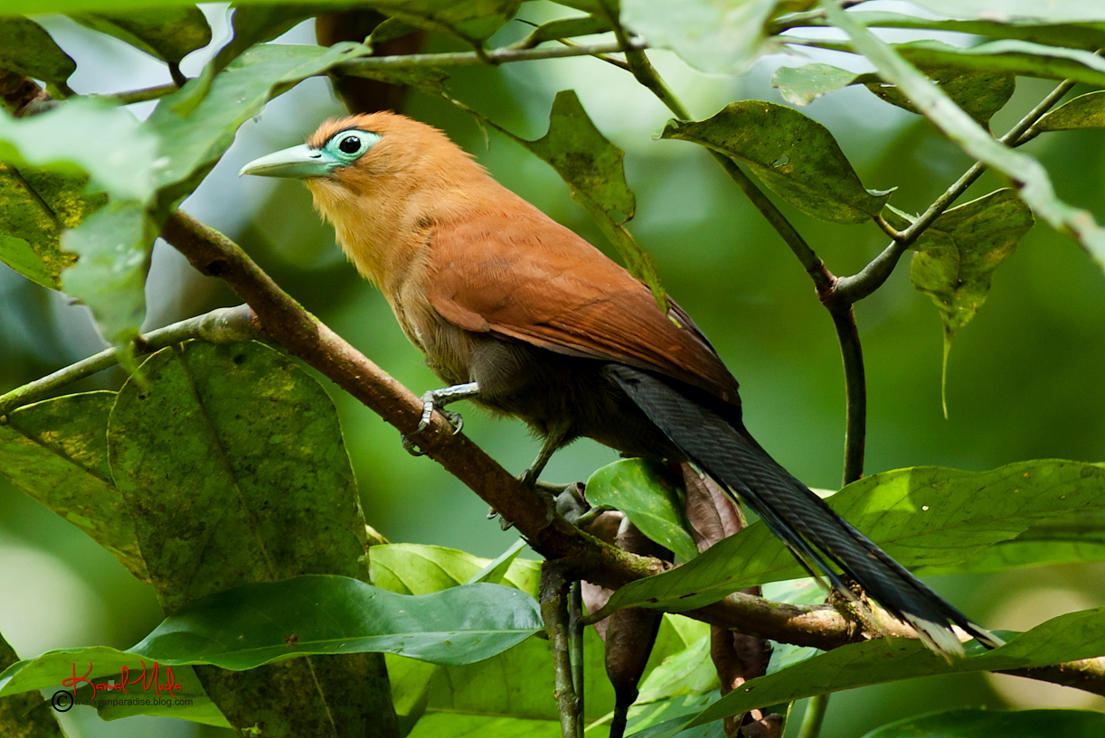 SOUTH EAST ASIA BIRDS - Malaysia birds paradise: Male Raffles's Malkoha ...
