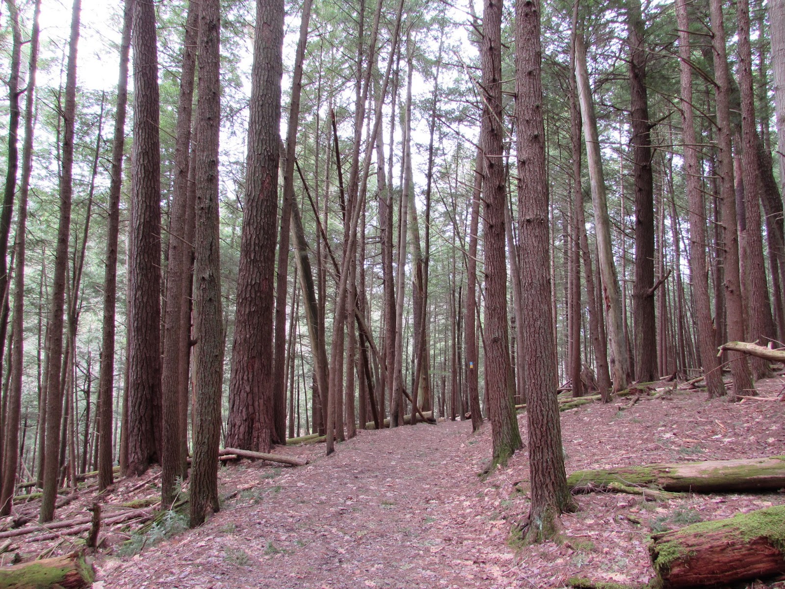 Cook Forest State Park: Tranquil Old Growth Forest, the Clarion River ...