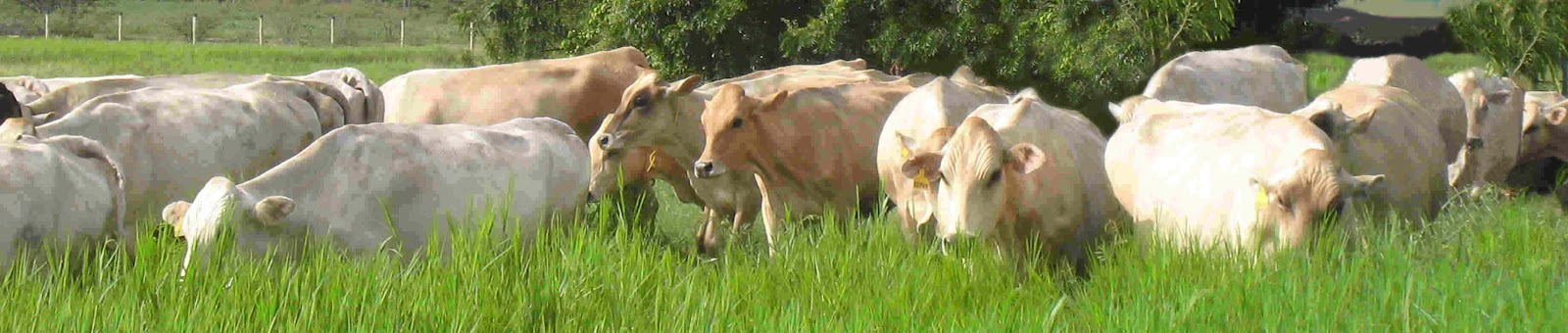 Blog de curiosidades de Cortulara