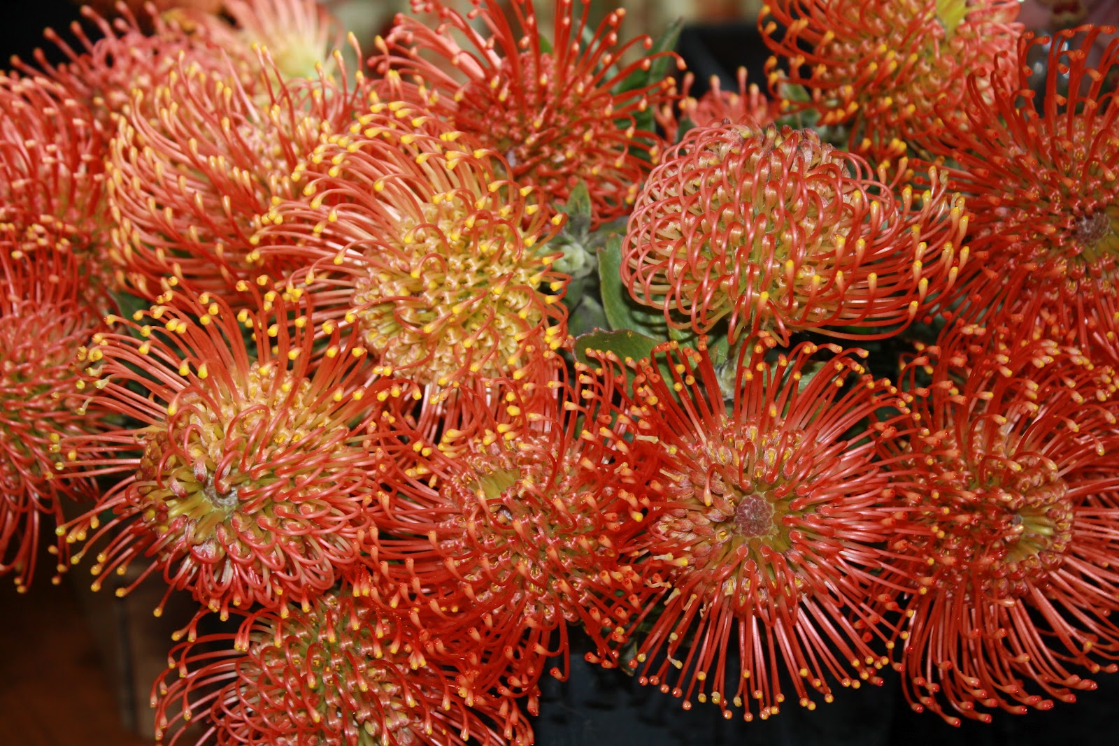 Flores da Madeira/Flowers from Madeira | A conta quilometros