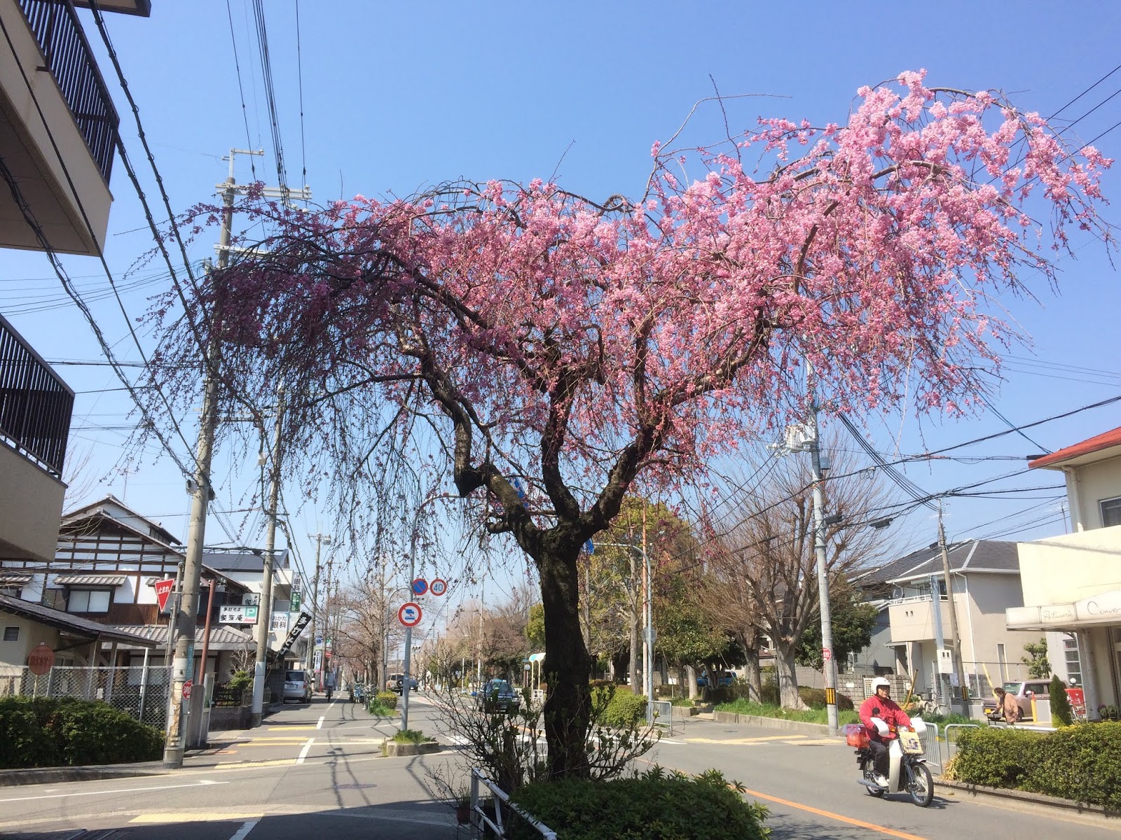 Our Adventures in Japan: sakura walks
